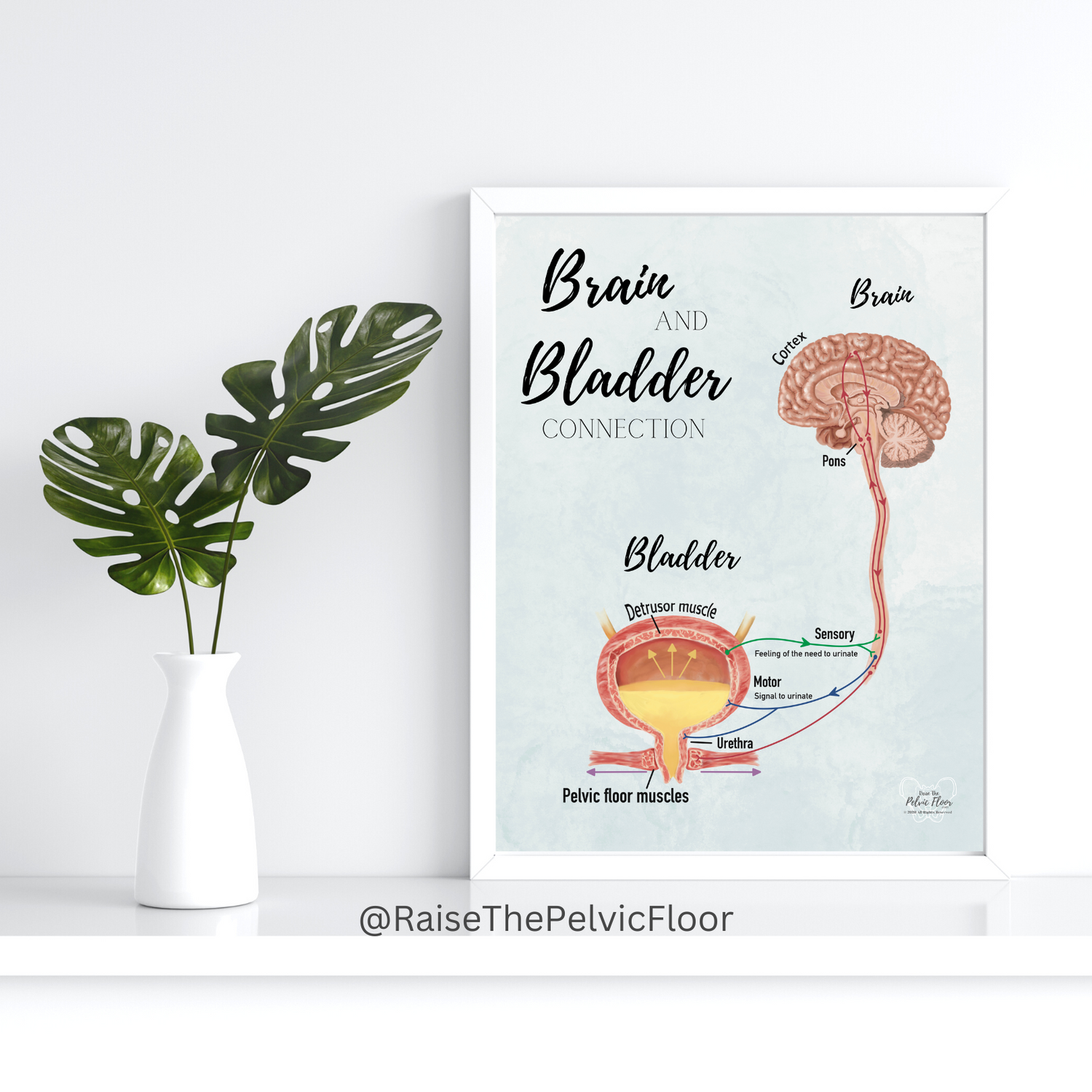 Understanding the Brain-Bladder Connection in Urinary Urgency – Raise ...