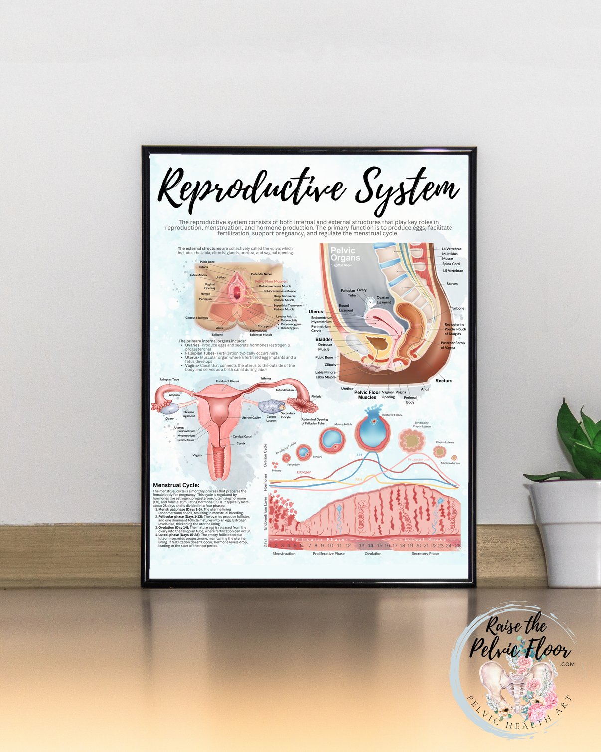 Reproductive System Patient Education Chart – Raise The Pelvic Floor