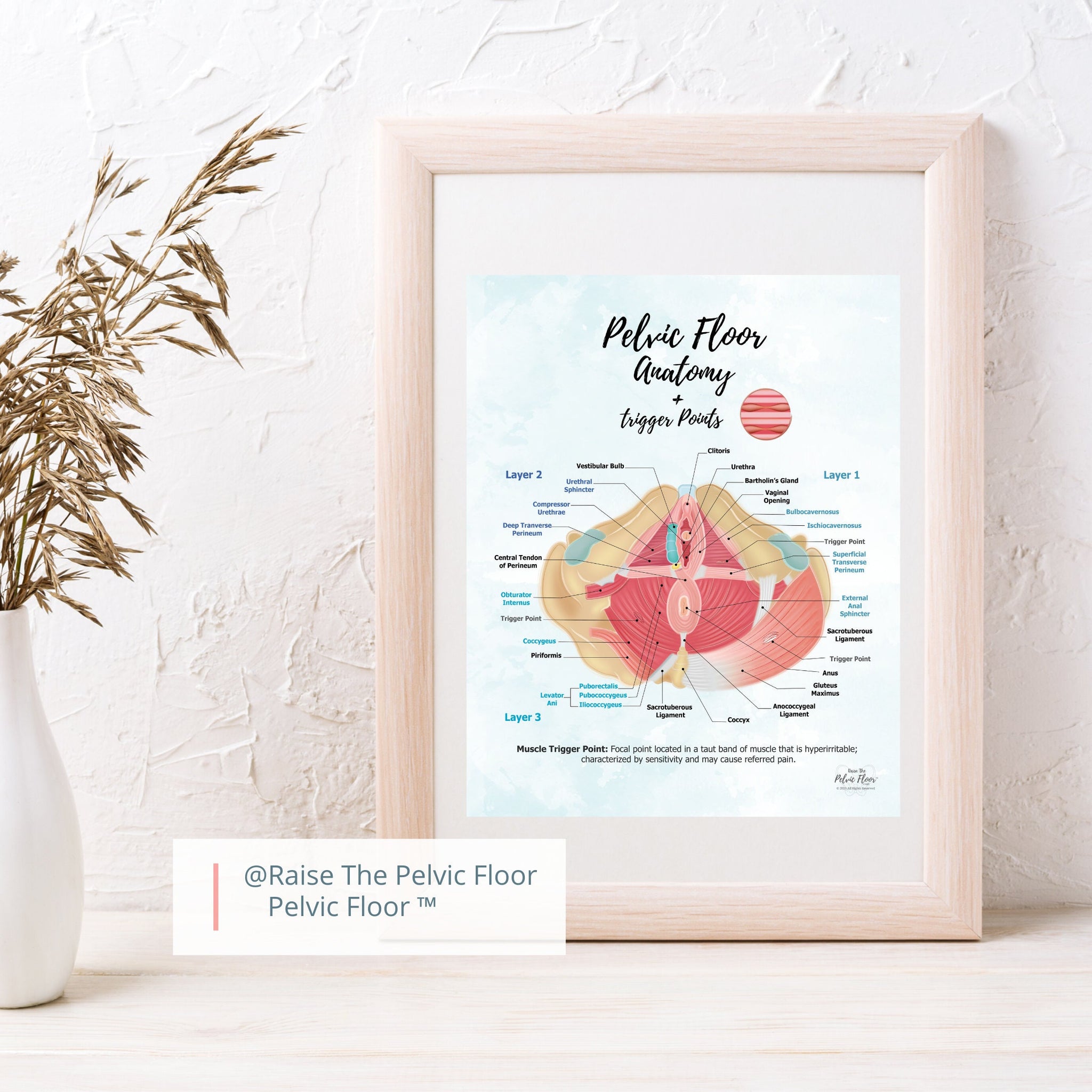 Trigger Points in Pelvic Floor | Anatomy Poster Art – Raise The Pelvic ...
