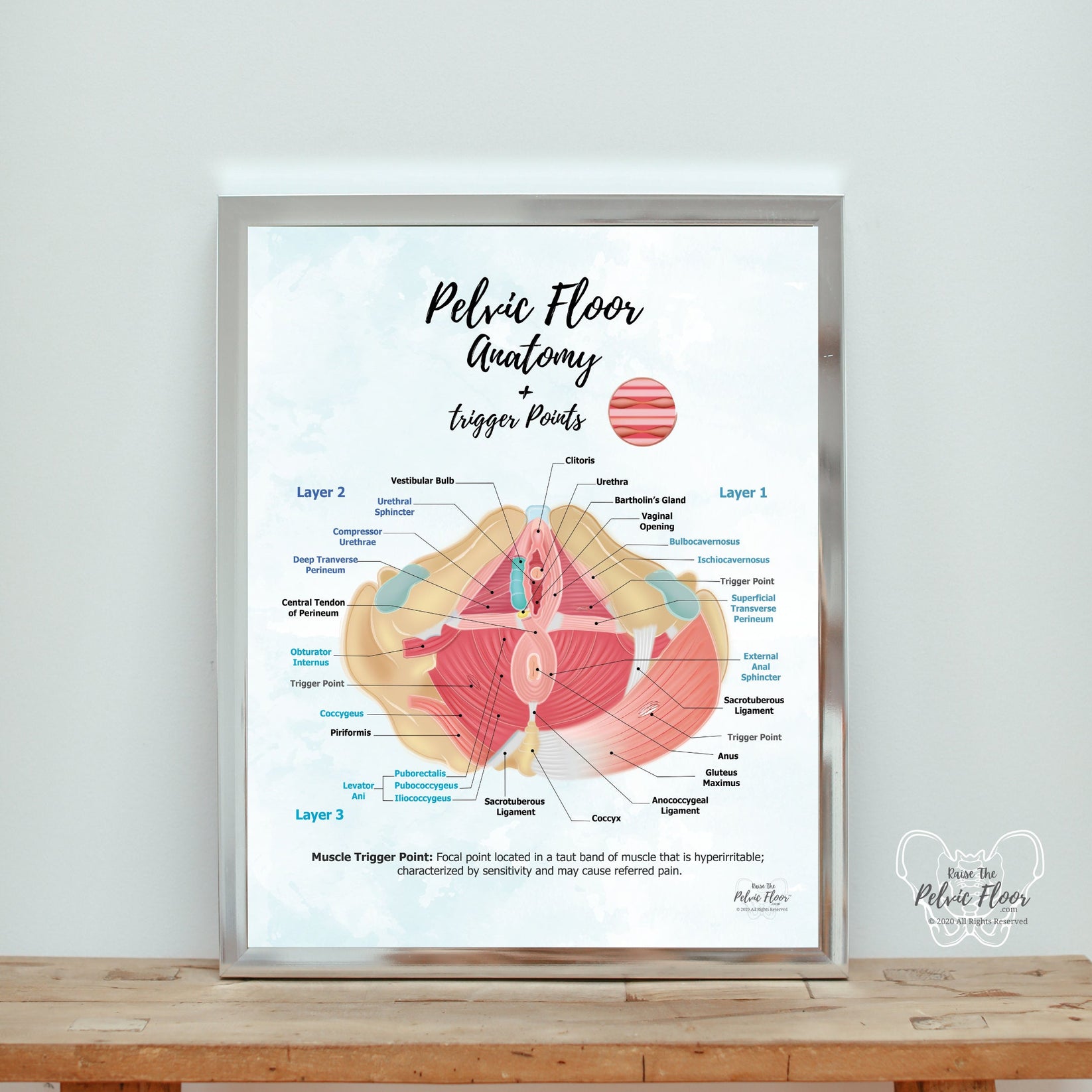 Trigger Points in Pelvic Floor | Anatomy Poster Art – Raise The Pelvic ...