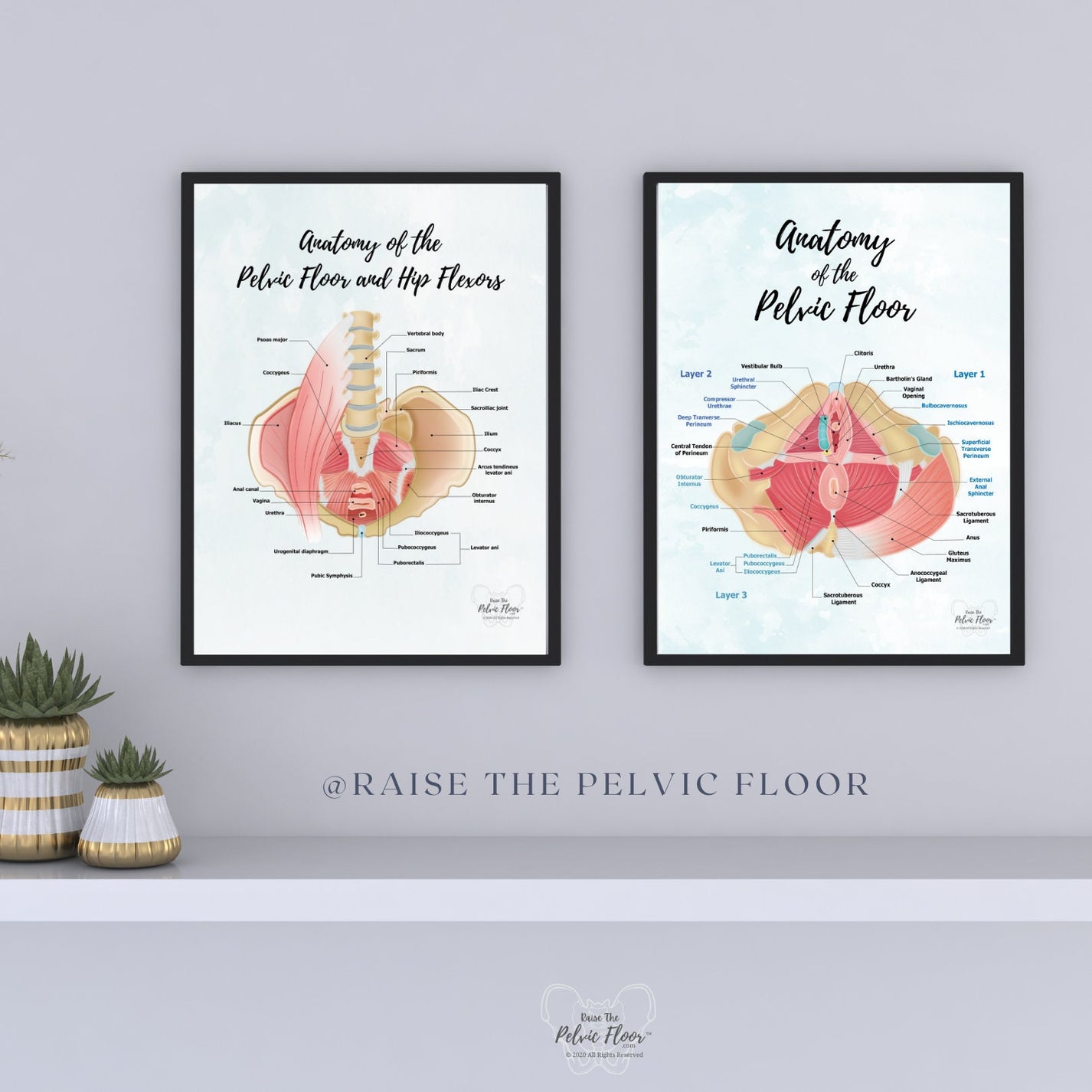 Set of 2- Pelvic Floor Muscle Anatomy and Hip Flexors Educational Medi ...